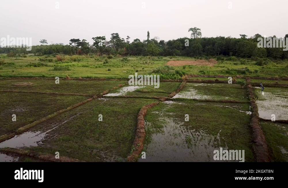 Environment ivory Stock Videos & Footage - HD and 4K Video Clips - Alamy