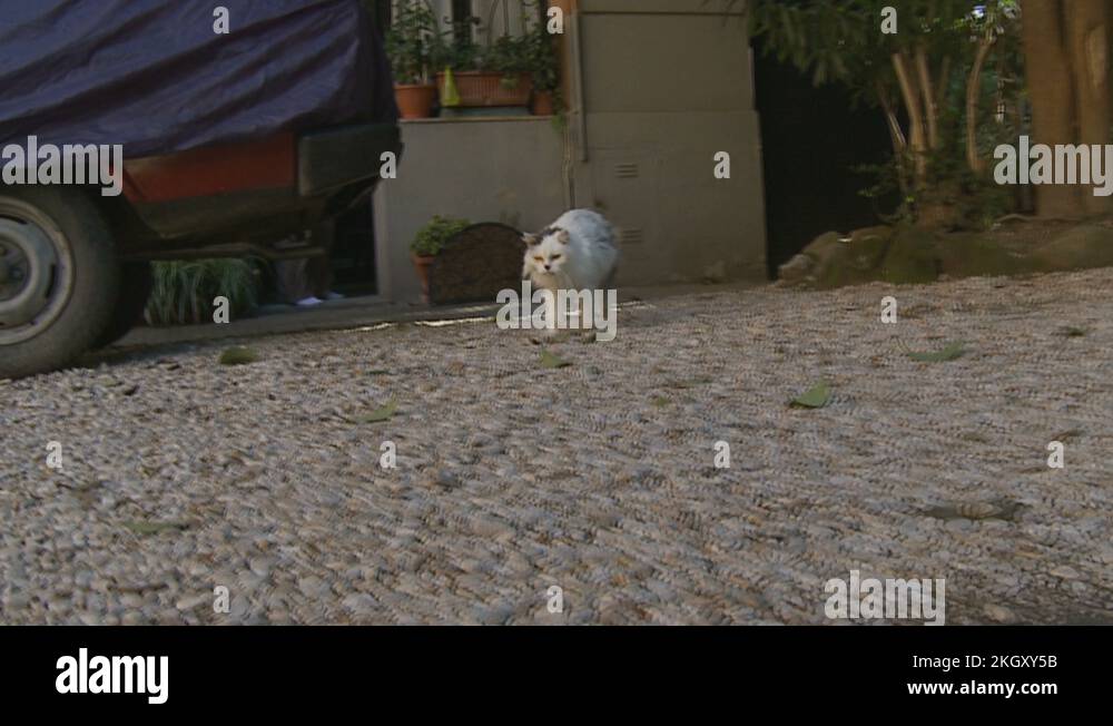 Bella, oldest cat in Rome takes a stroll (catcam Stock Video Footage ...