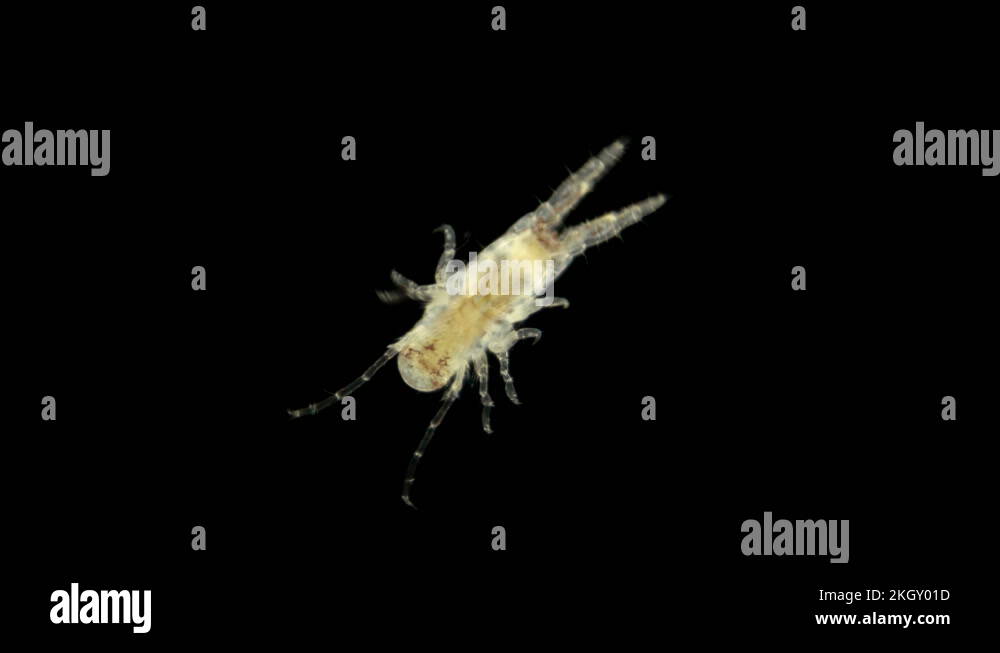 Amphipoda Stock Videos & Footage - HD and 4K Video Clips - Alamy