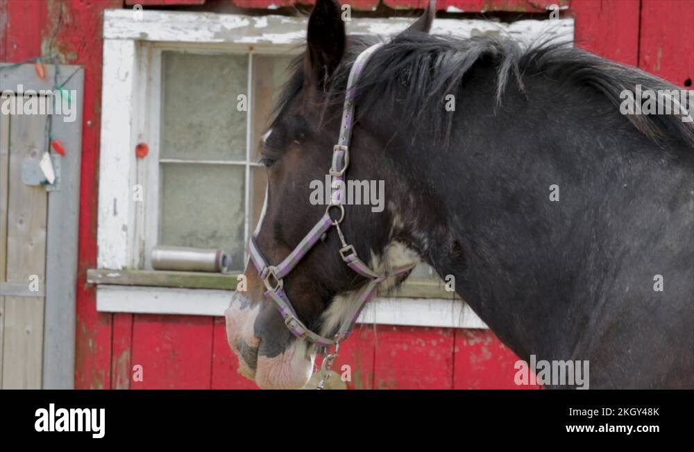 A brown horse with a red barn Stock Videos & Footage - HD and 4K Video ...