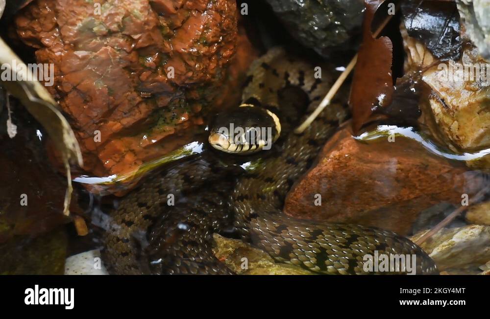 tongue of snake, water snake in a pond (Natrix natrix Stock Video ...