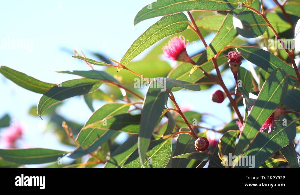 Australian gum tree eucalyptus Stock Videos & Footage - HD and 4K Video ...