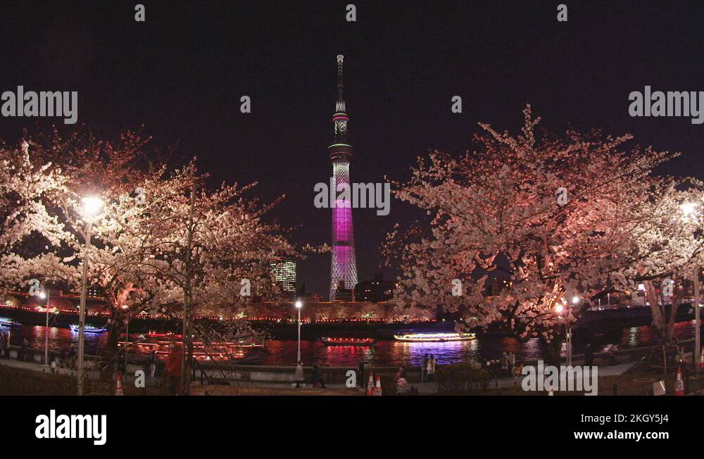 Cherry Blossom in Sumida Park at night, Taito Ward, Tokyo, Japan Stock ...