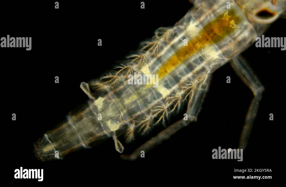 mayfly larva under the microscope Stock Video Footage - Alamy