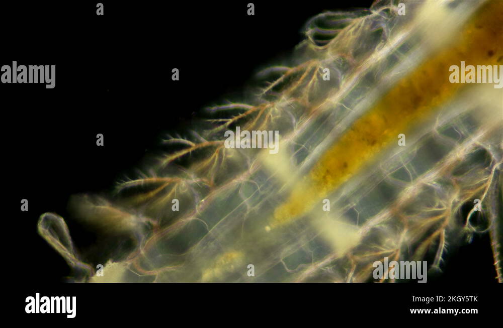 mayfly larva under the microscope Stock Video Footage - Alamy