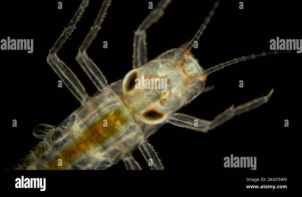 Mayfly larvae Stock Videos & Footage - HD and 4K Video Clips - Alamy