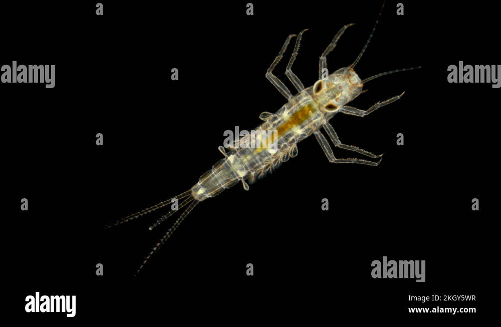 mayfly larva under the microscope Stock Video Footage - Alamy