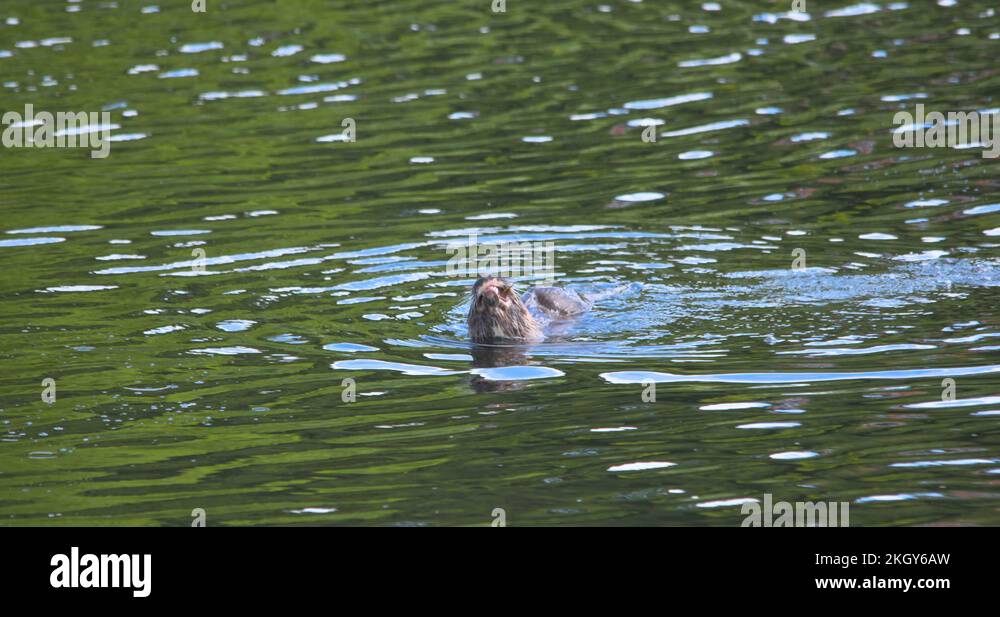 Otter tail river Stock Videos & Footage - HD and 4K Video Clips - Alamy