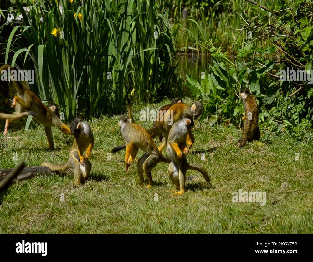 Plant of apes Stock Videos & Footage - HD and 4K Video Clips - Alamy