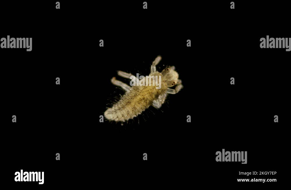 the larva under the microscope, the initial stage of the Coccinellidae ...