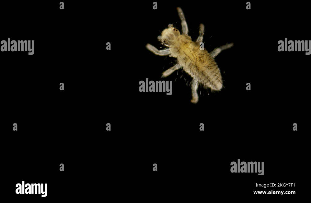 the larva under the microscope, the initial stage of the Coccinellidae ...