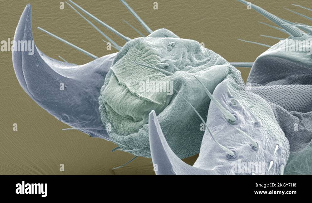 Insect foot Stock Videos & Footage - HD and 4K Video Clips - Alamy