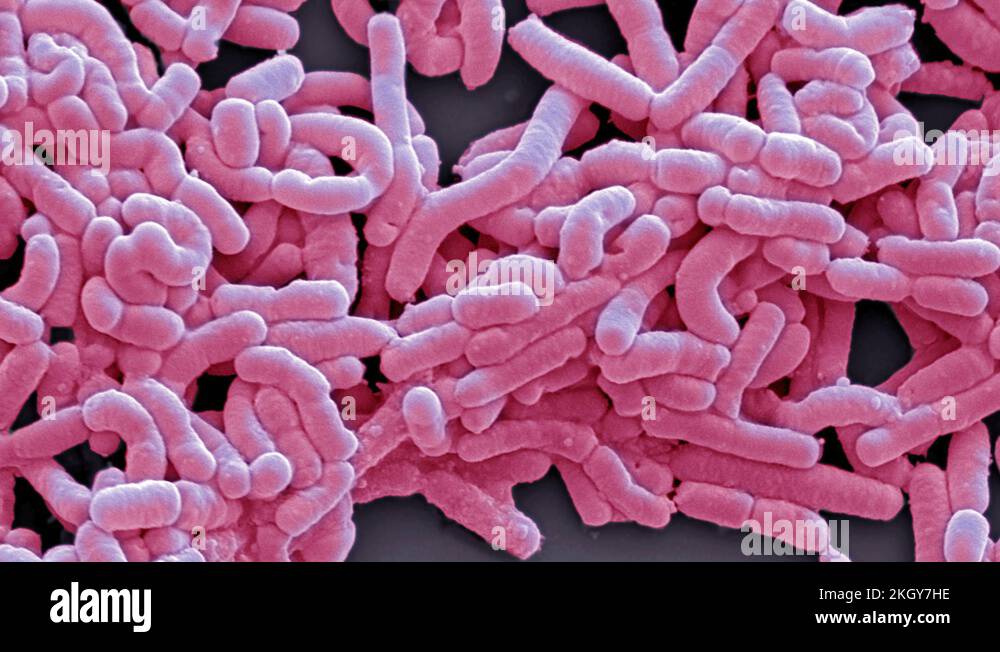 Micrograph bacteria Stock Videos & Footage - HD and 4K Video Clips - Alamy