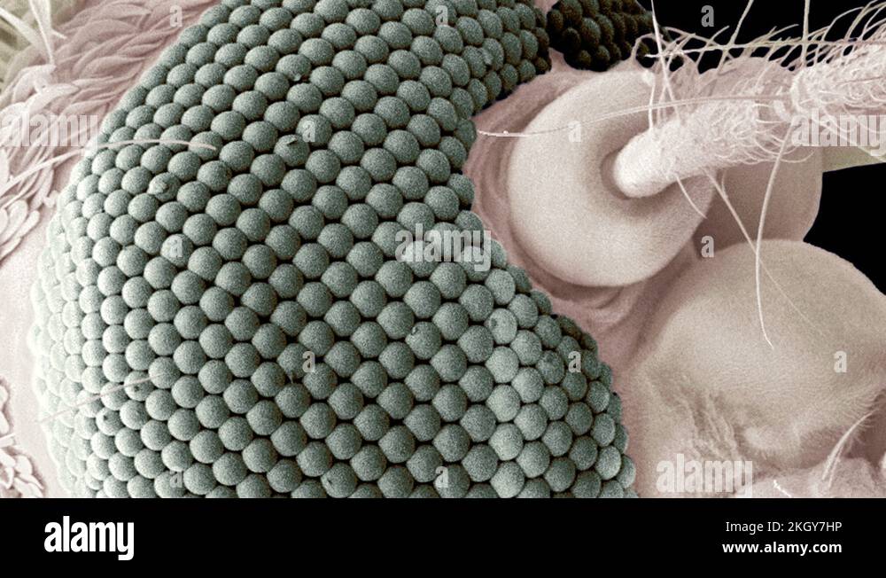 Scanning electron micrograph sem Stock Videos & Footage - HD and 4K Video Clips - Alamy