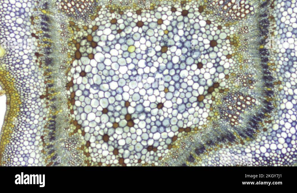 Microscopy micrograph plant tissue Stock Videos & Footage - HD and 4K ...