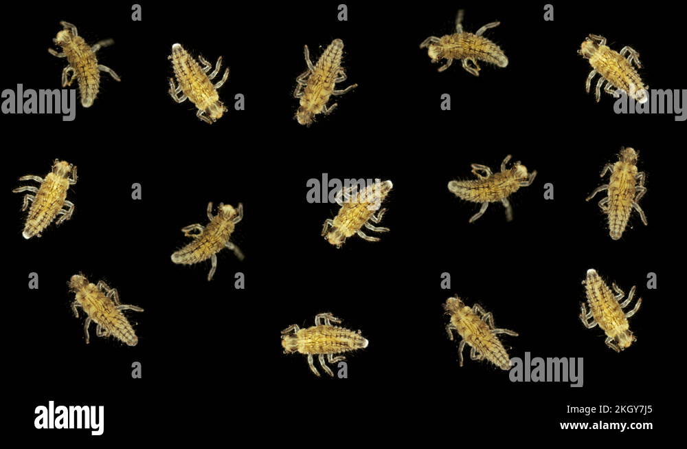 the larva under the microscope, the initial stage of the Coccinellidae ...