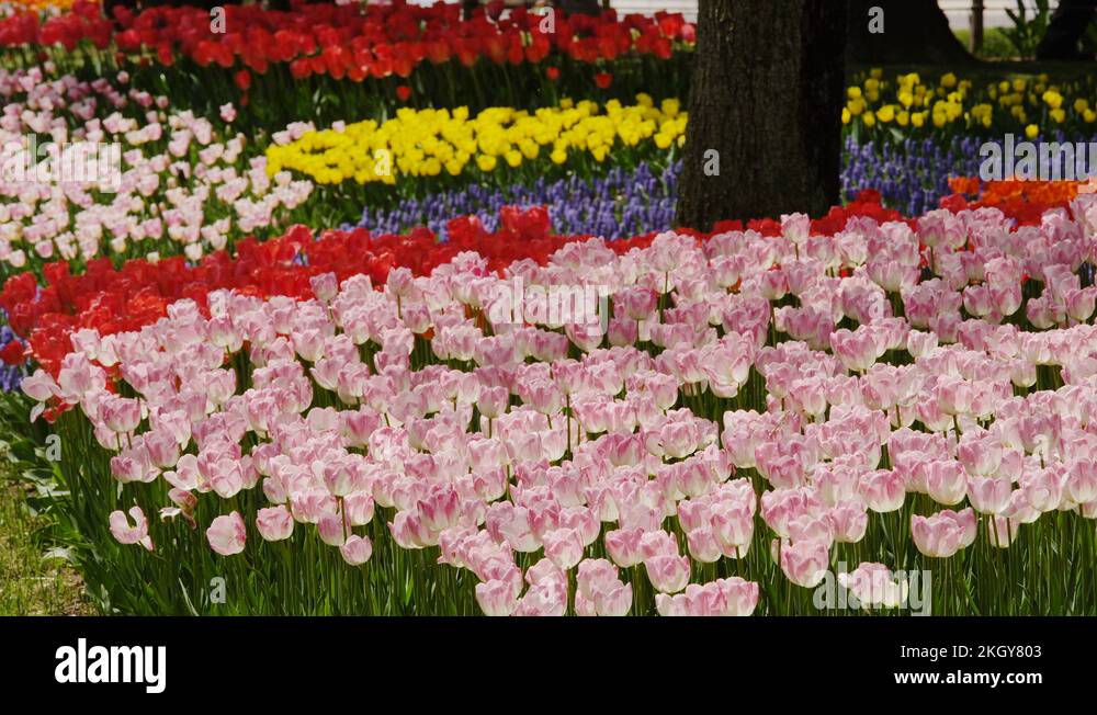 Tachikawa japan Stock Videos & Footage - HD and 4K Video Clips - Alamy