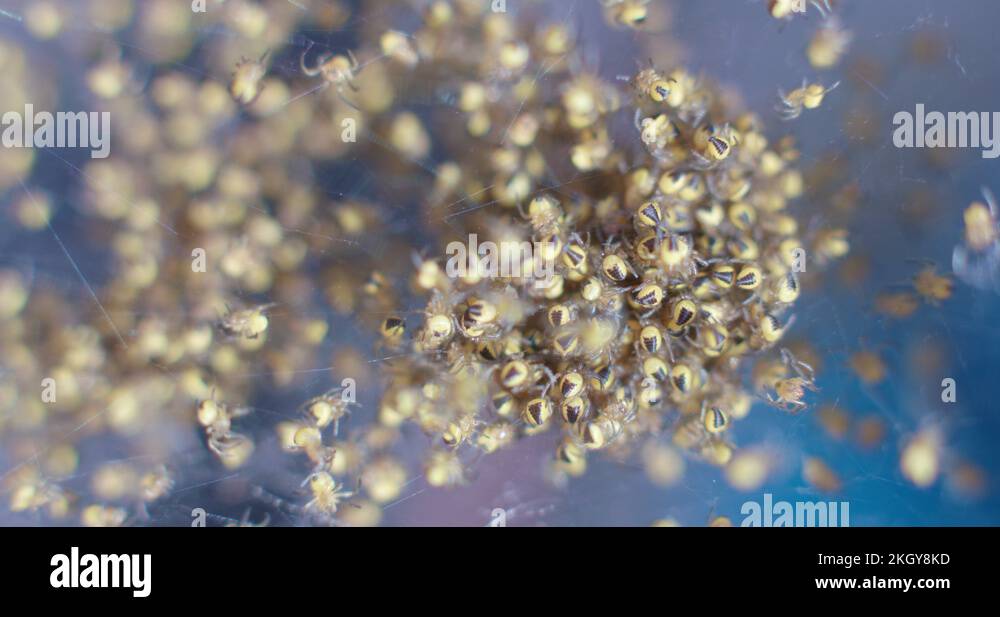 Cluster dense Stock Videos & Footage - HD and 4K Video Clips - Alamy