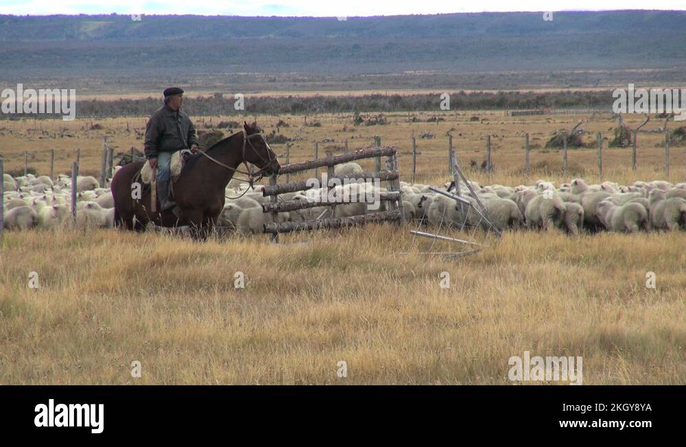 Patagonia herding sheep through a gate Stock Video Footage - Alamy