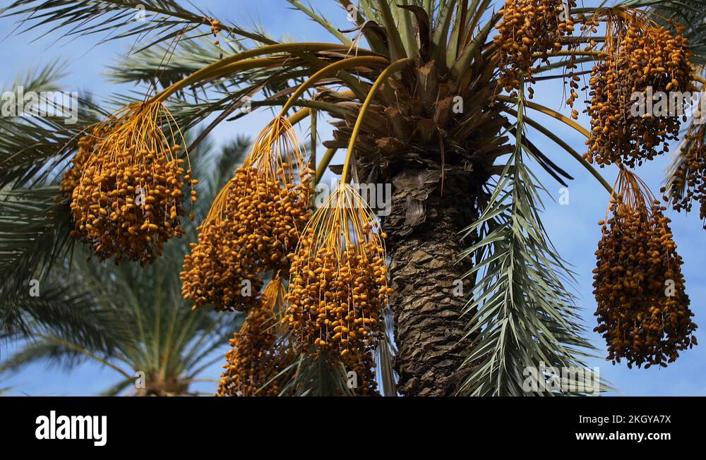 Date palm tree morocco Stock Videos & Footage - HD and 4K Video Clips ...