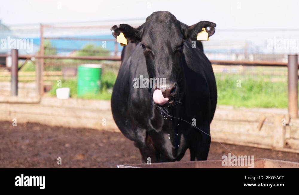 Cow nostril Stock Videos & Footage - HD and 4K Video Clips - Alamy