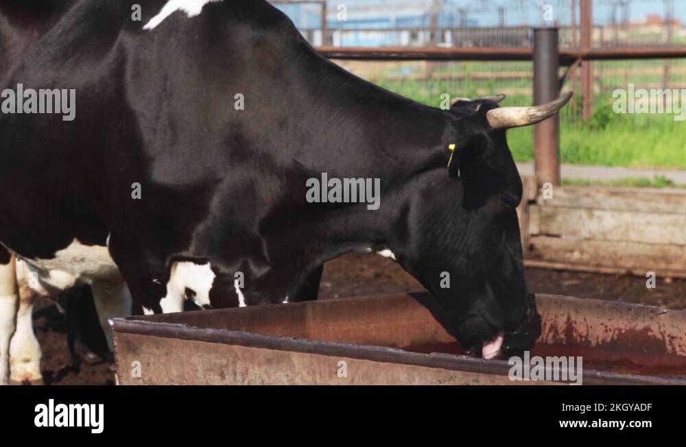 Breeding of milk cows Stock Videos & Footage - HD and 4K Video Clips ...