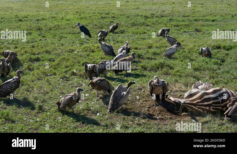 Vultures Eat Carrion From The Carcass Of A Killed Zebra In The African ...