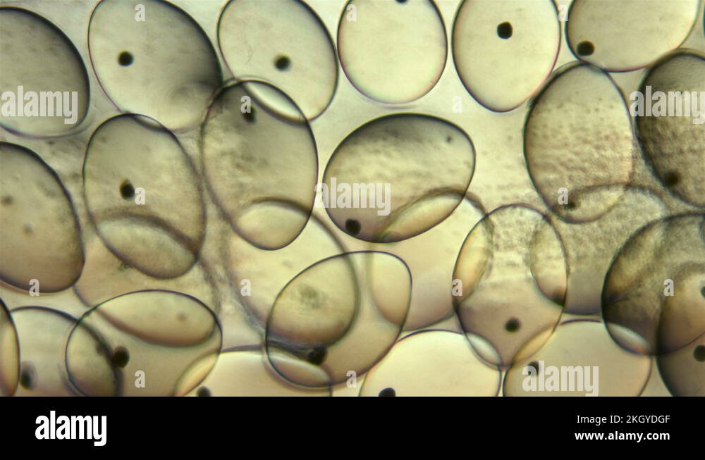 eggs of the cochlea under the microscope Stock Video Footage - Alamy