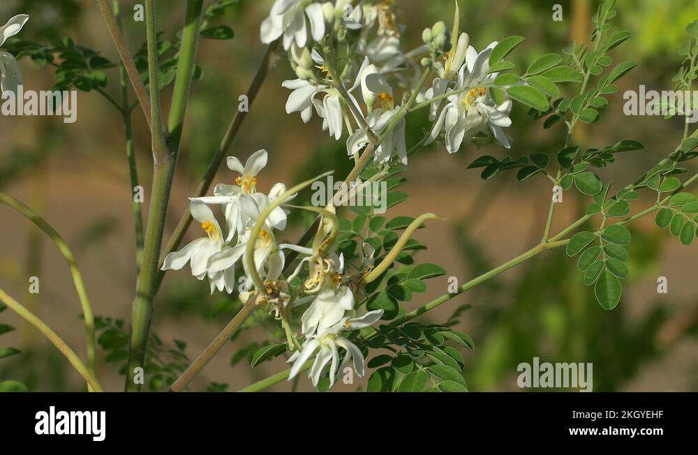 Herbal moringa leaves flower Stock Videos & Footage - HD and 4K Video ...
