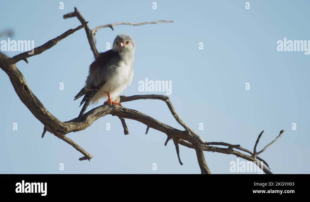 4K - Pygmy Falcon - sitting on dead branch, preening. African raptor 4K ...