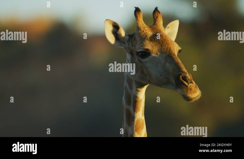Giraffe - head, close shot, chewing. Africa animal eat 4K uhd nature ...