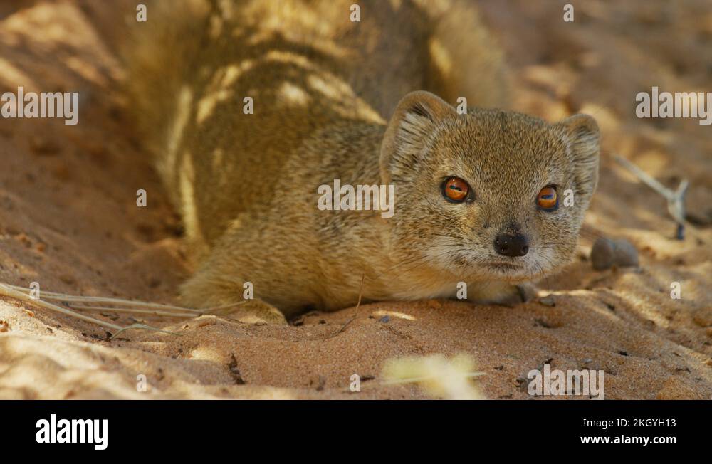 Mongoose africa teeth Stock Videos & Footage - HD and 4K Video Clips ...