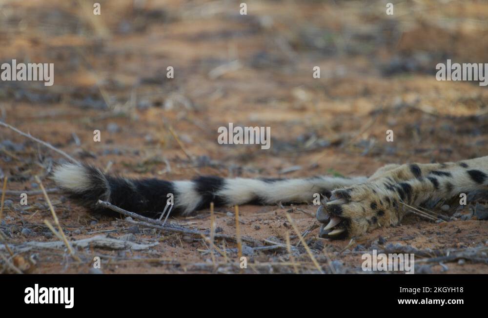 Predator tail Stock Videos & Footage - HD and 4K Video Clips - Alamy