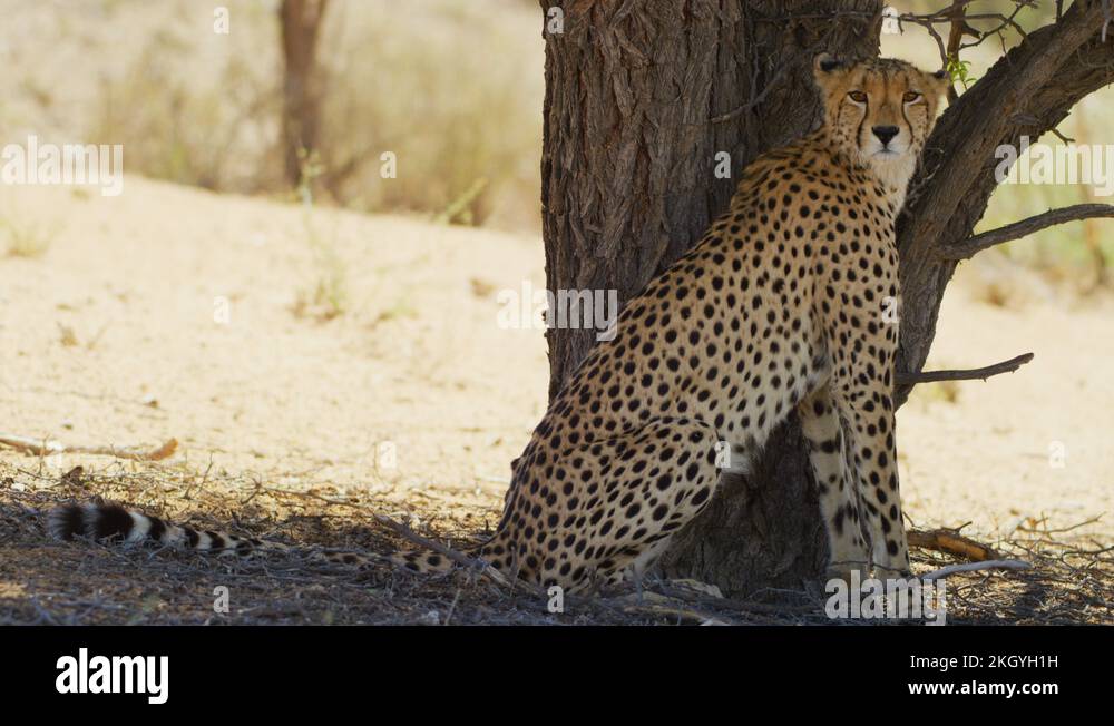 Cheetah - young adult, sitting under tree. Africa animal predator 4K ...