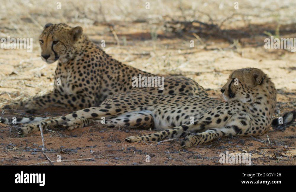 Desert predator Stock Videos & Footage - HD and 4K Video Clips - Alamy
