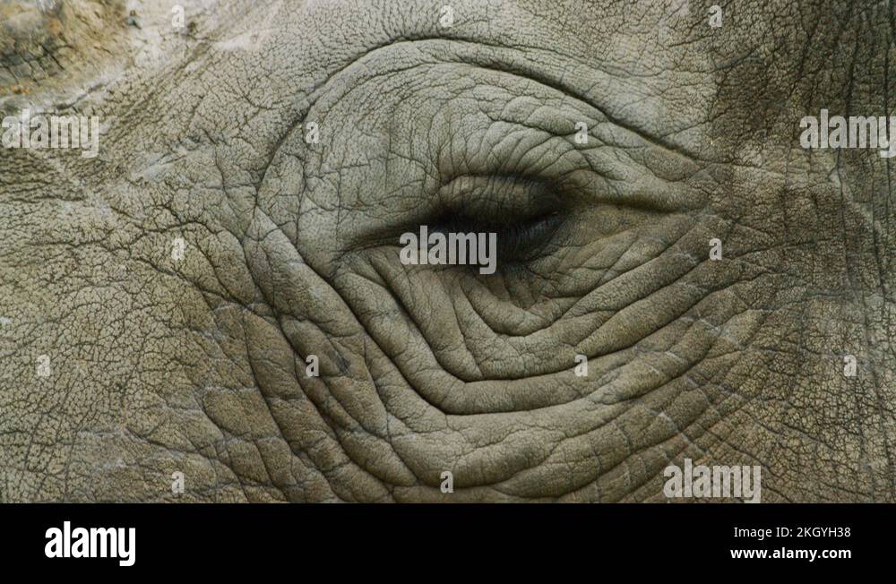 4K - White Rhino - eye, close shot. Africa animal nature 4K uhd ultrahd ...