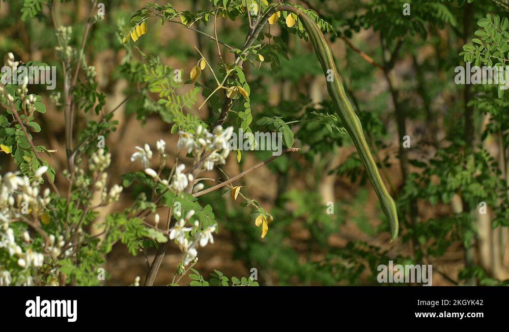 Green moringa Stock Videos & Footage - HD and 4K Video Clips - Alamy