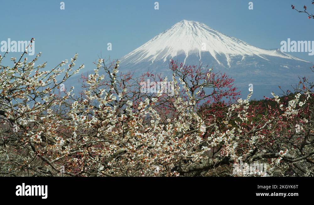 White Plum Flowers at Iwamoto Mountain Park and Mount Fuji, Fuji, Japan ...