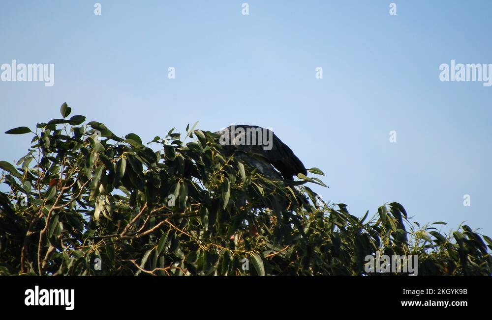 Southern screamer Stock Videos & Footage - HD and 4K Video Clips - Alamy