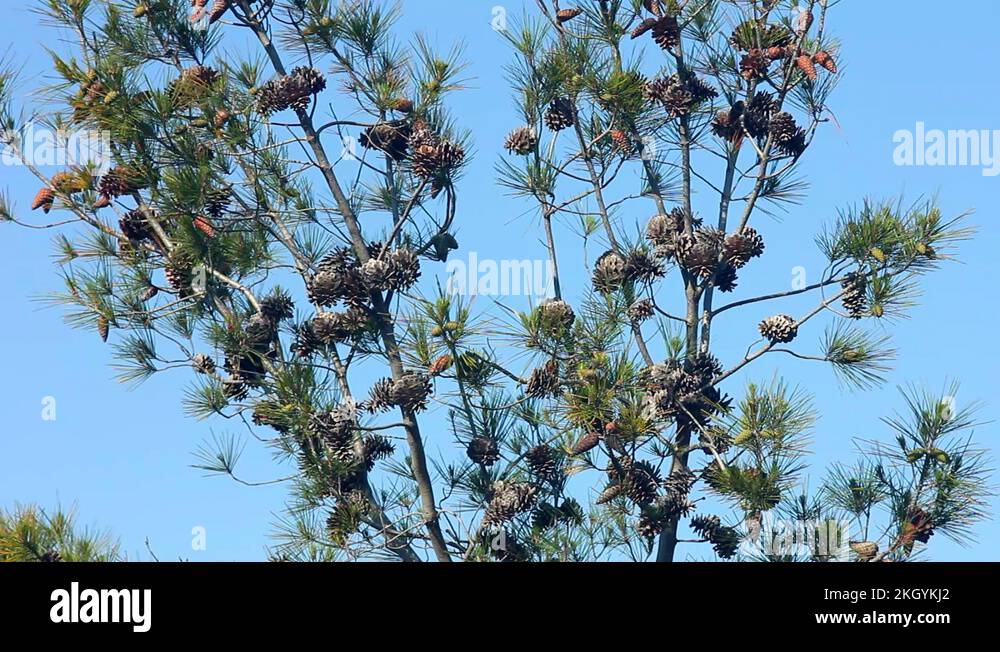 Conifer seeds tree Stock Videos & Footage - HD and 4K Video Clips - Alamy