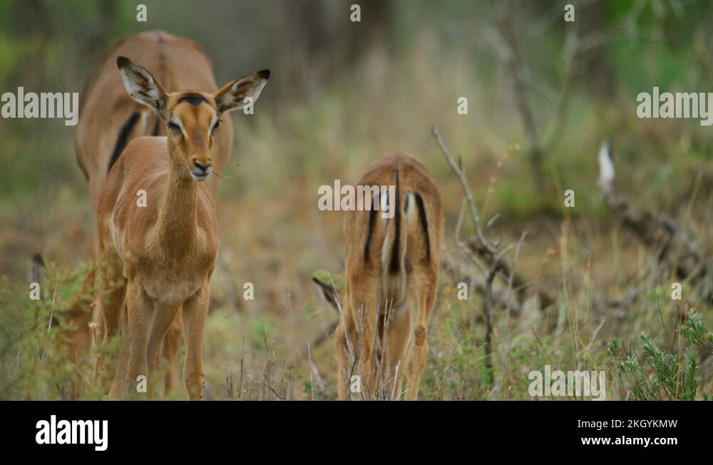 Impala family Stock Videos & Footage - HD and 4K Video Clips - Alamy