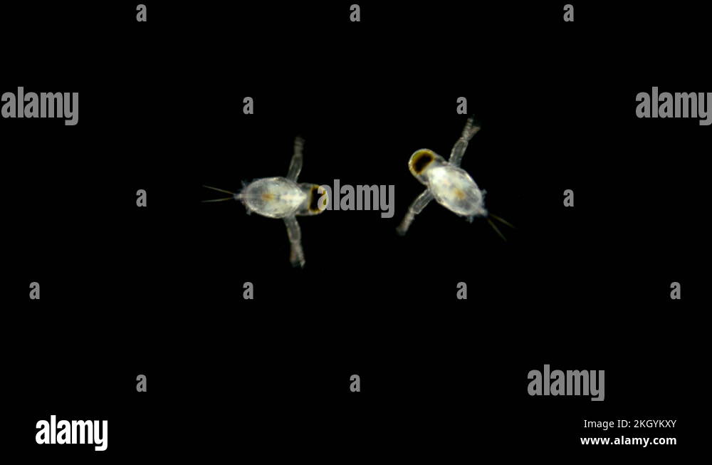 zooplankton under a microscope, the predatory water flea Polyphemus ...