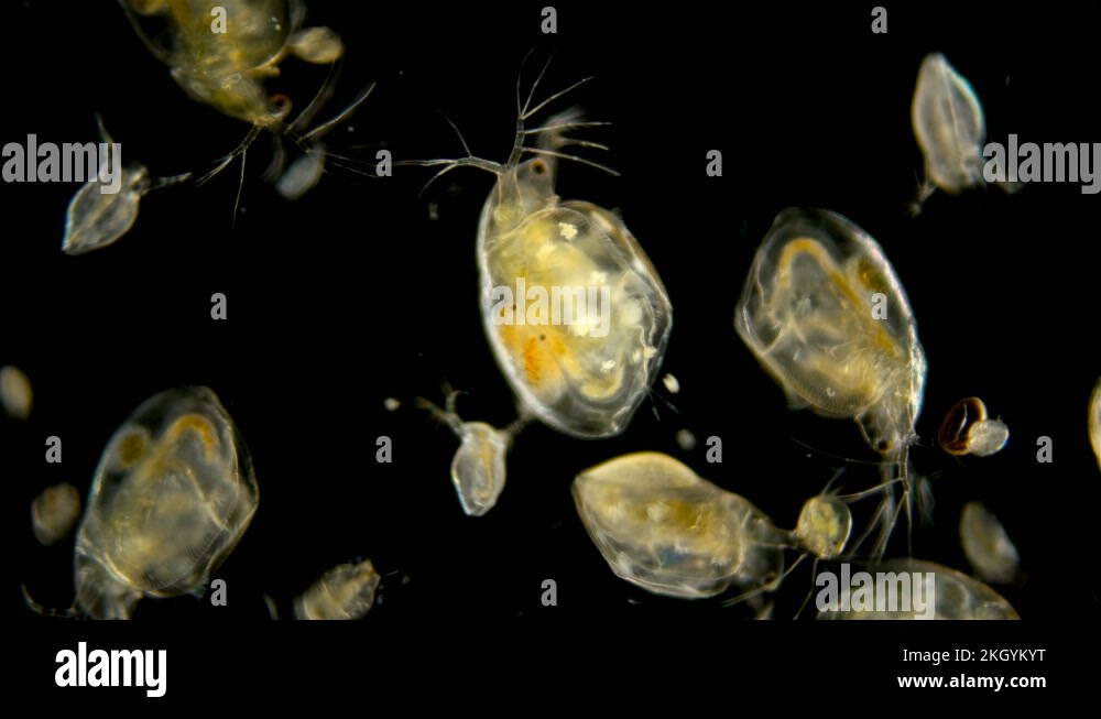 Zooplankton under the microscope. Chaotic movement of a variety of ...