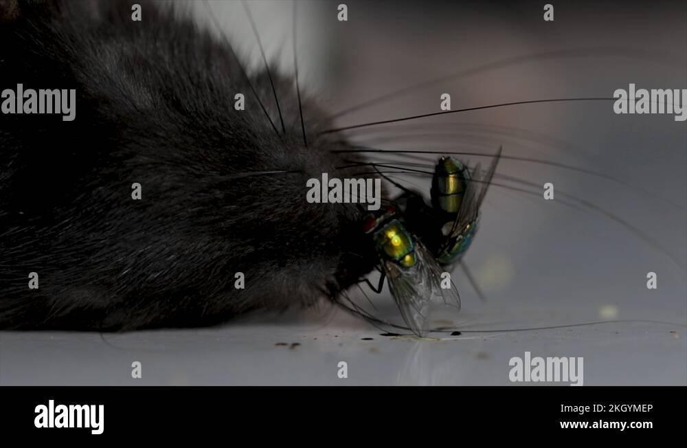 Animal tissue rat Stock Videos & Footage - HD and 4K Video Clips - Alamy