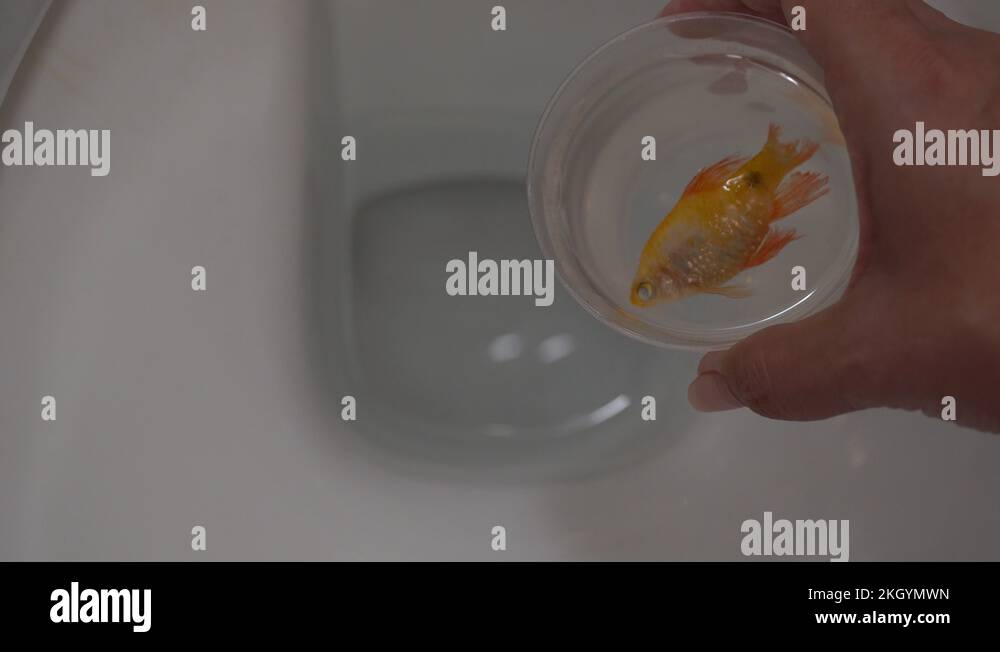 Throwing away dead aquarium fish. Flushing fish down the toilet Stock ...