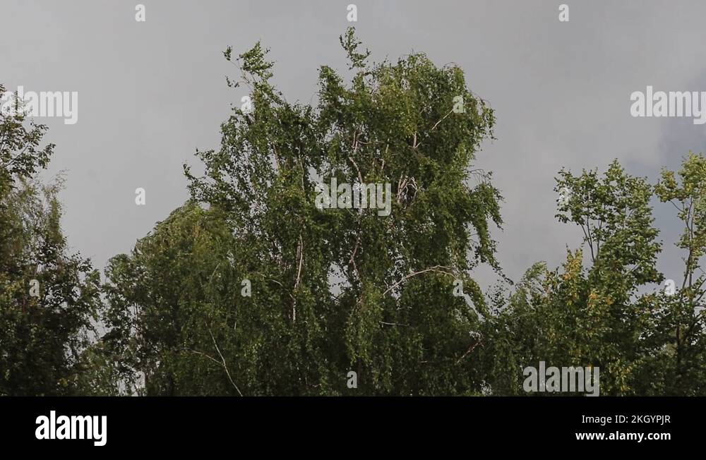 Trees bend under the wind. Storm of wind and rain in the city Stock ...