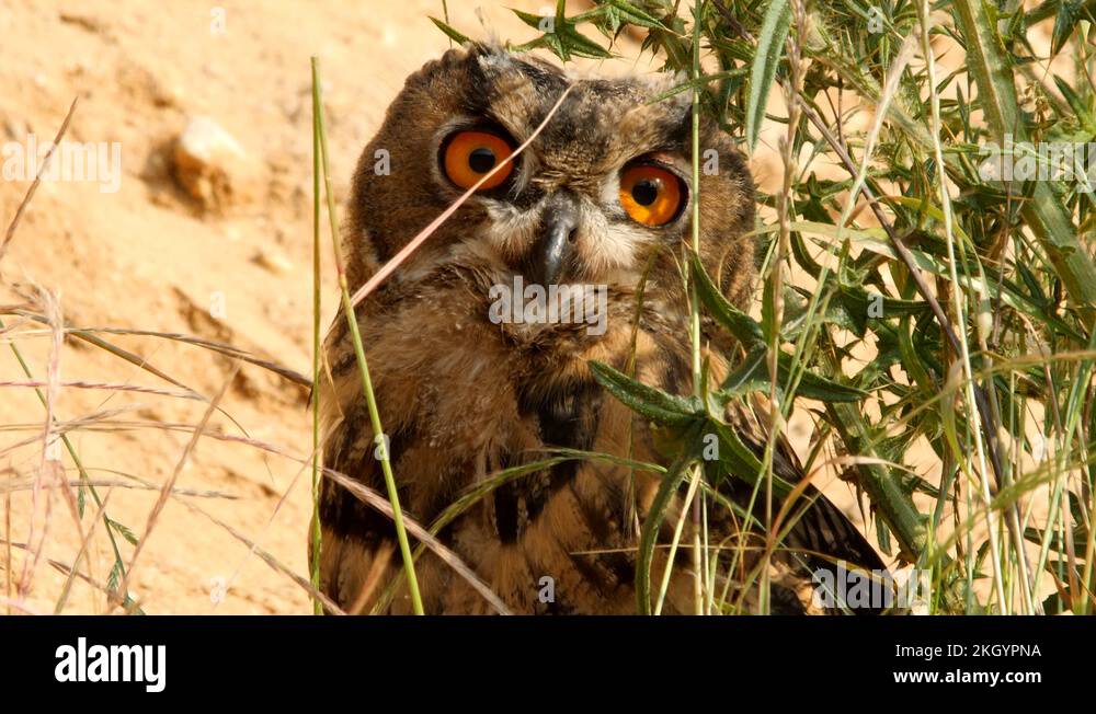Young Eagle owl in early morning sun, wildlife - Bubo bubo - UHD/4K stock video Stock Video ...