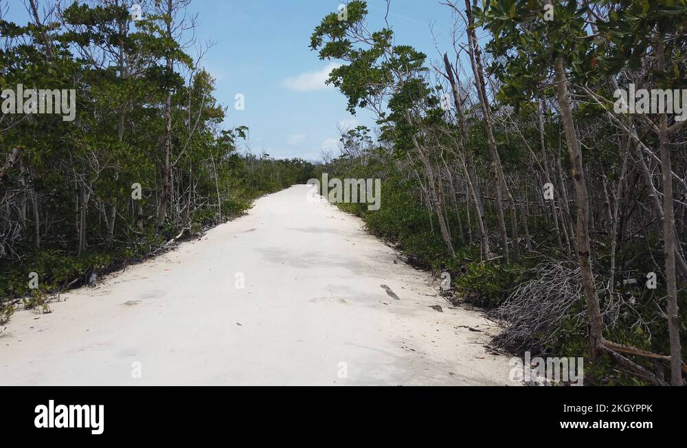 Jungle safari path Stock Videos & Footage - HD and 4K Video Clips - Alamy