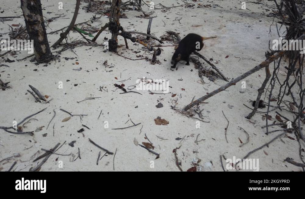 Big rat Desmarest's hutia (Capromys pilorides) Cuban Landscape In Cayo ...