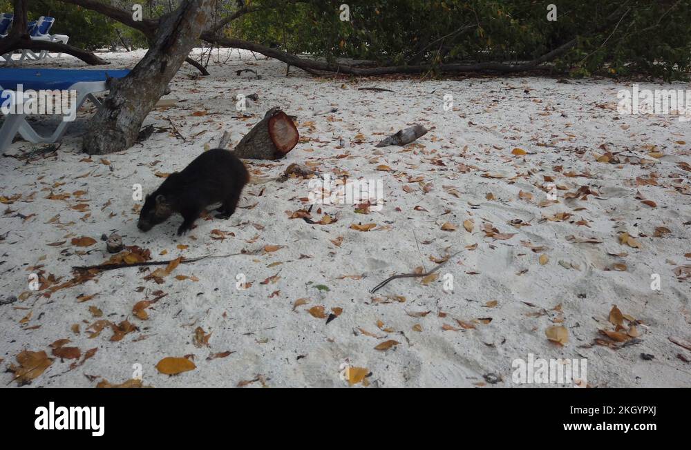 Muralofprehistory Stock Videos & Footage - HD and 4K Video Clips - Alamy